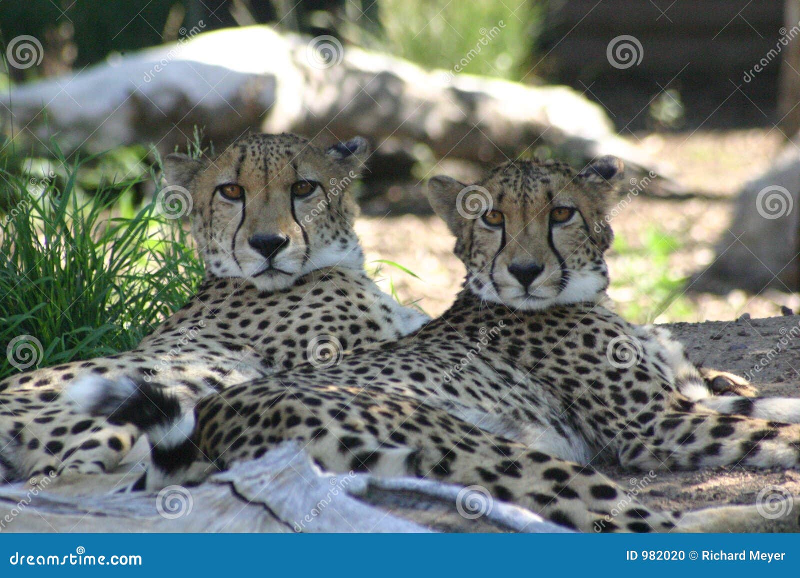 Two cheetahs stock photo. Image of cheetahs, large, mammals - 982020