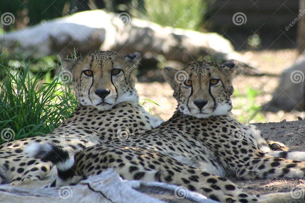 Two cheetahs stock photo. Image of cheetahs, large, mammals - 982020
