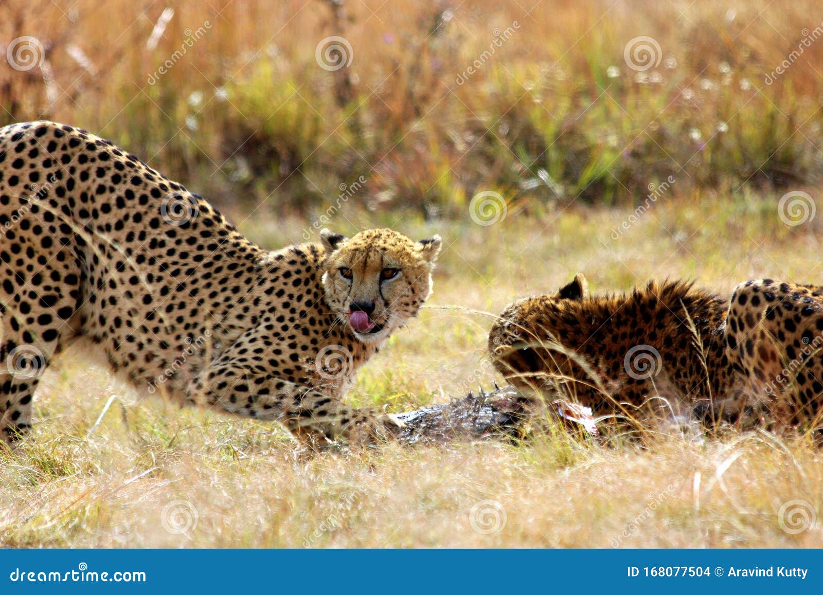 What Are Cheetahs Predators
