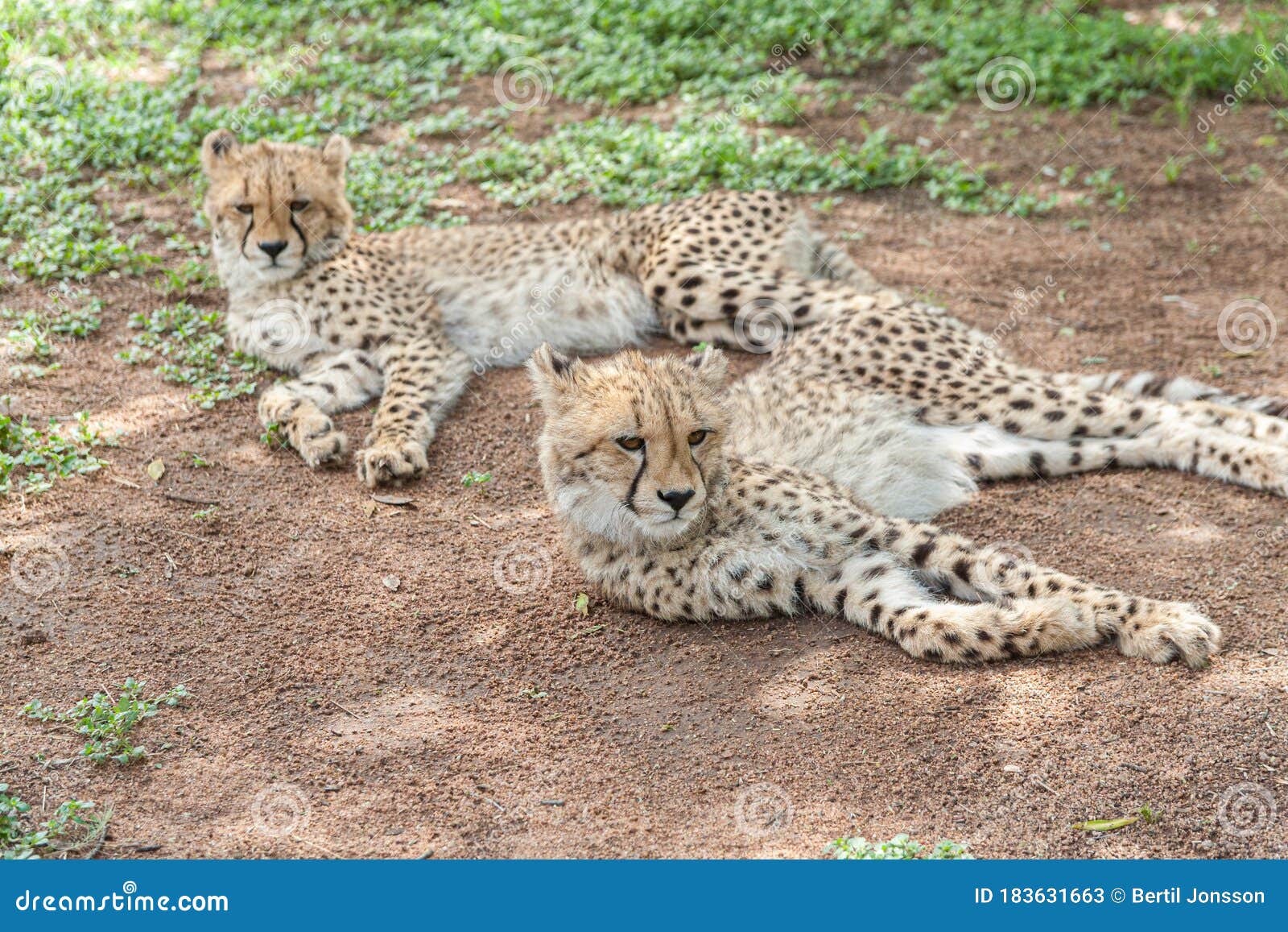 Two Cheetahs Lying Down in the Shadows Stock Image - Image of africa ...