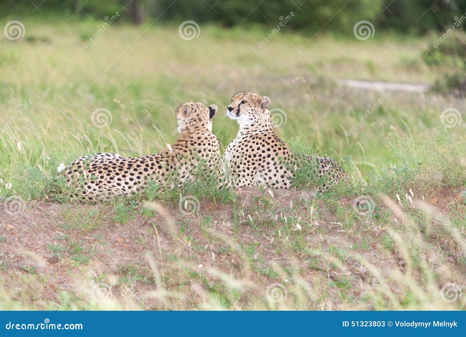 The two cheetahs stock image. Image of masai, animal - 51323803