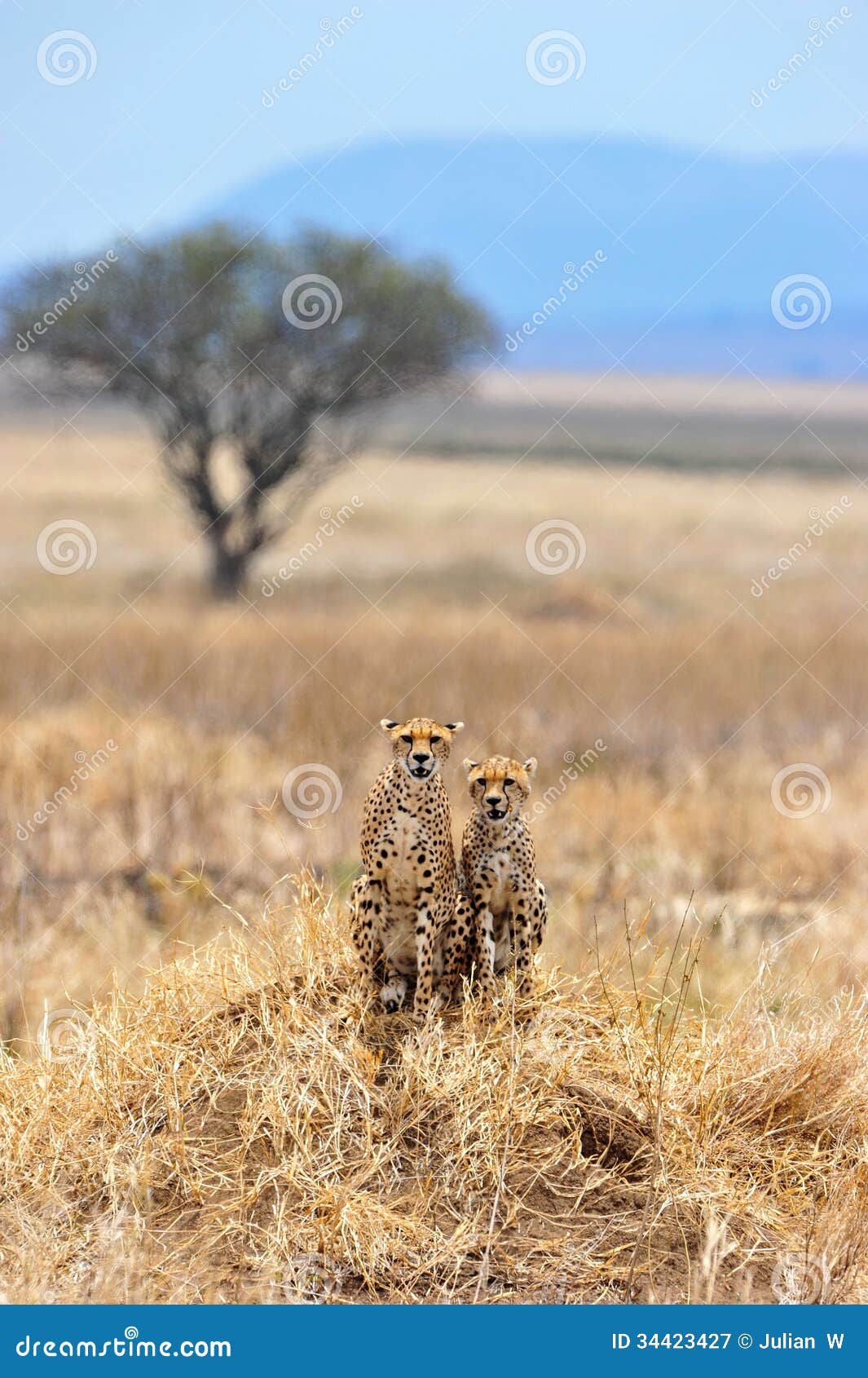 Two Cheetahs stock image. Image of speed, grassland, reserve - 34423427