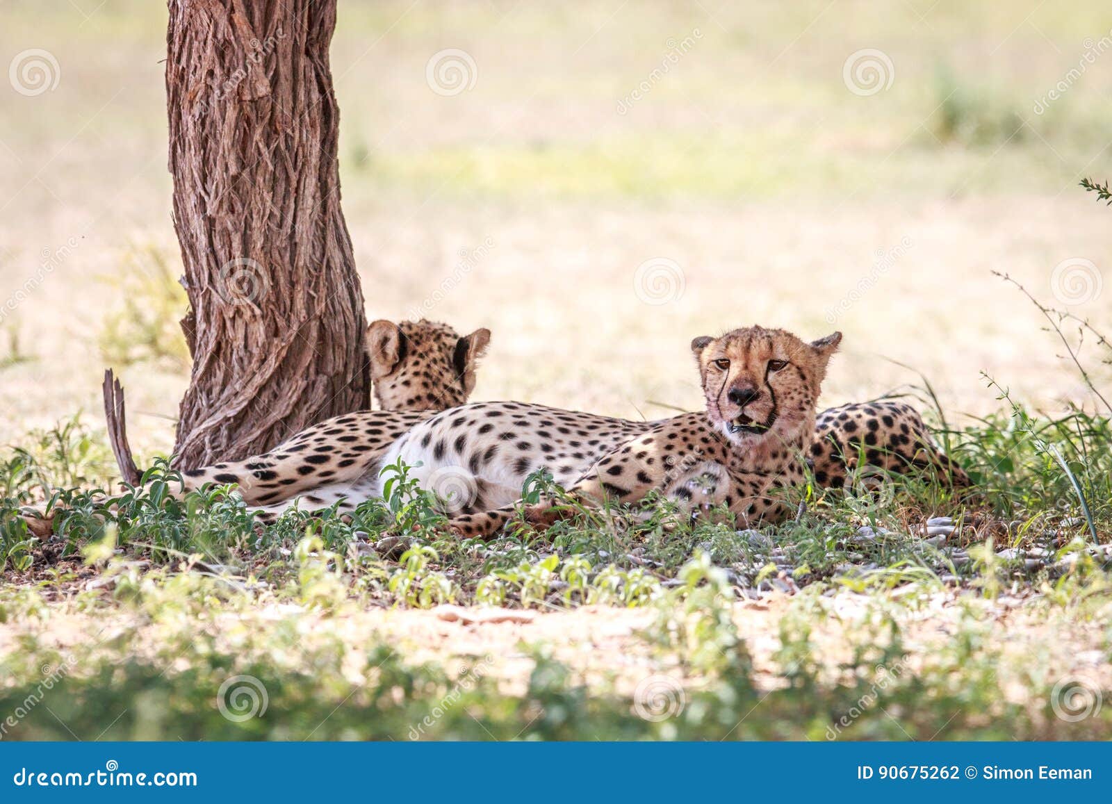 Two Cheetahs Resting Under a Tree. Stock Photo - Image of nature ...