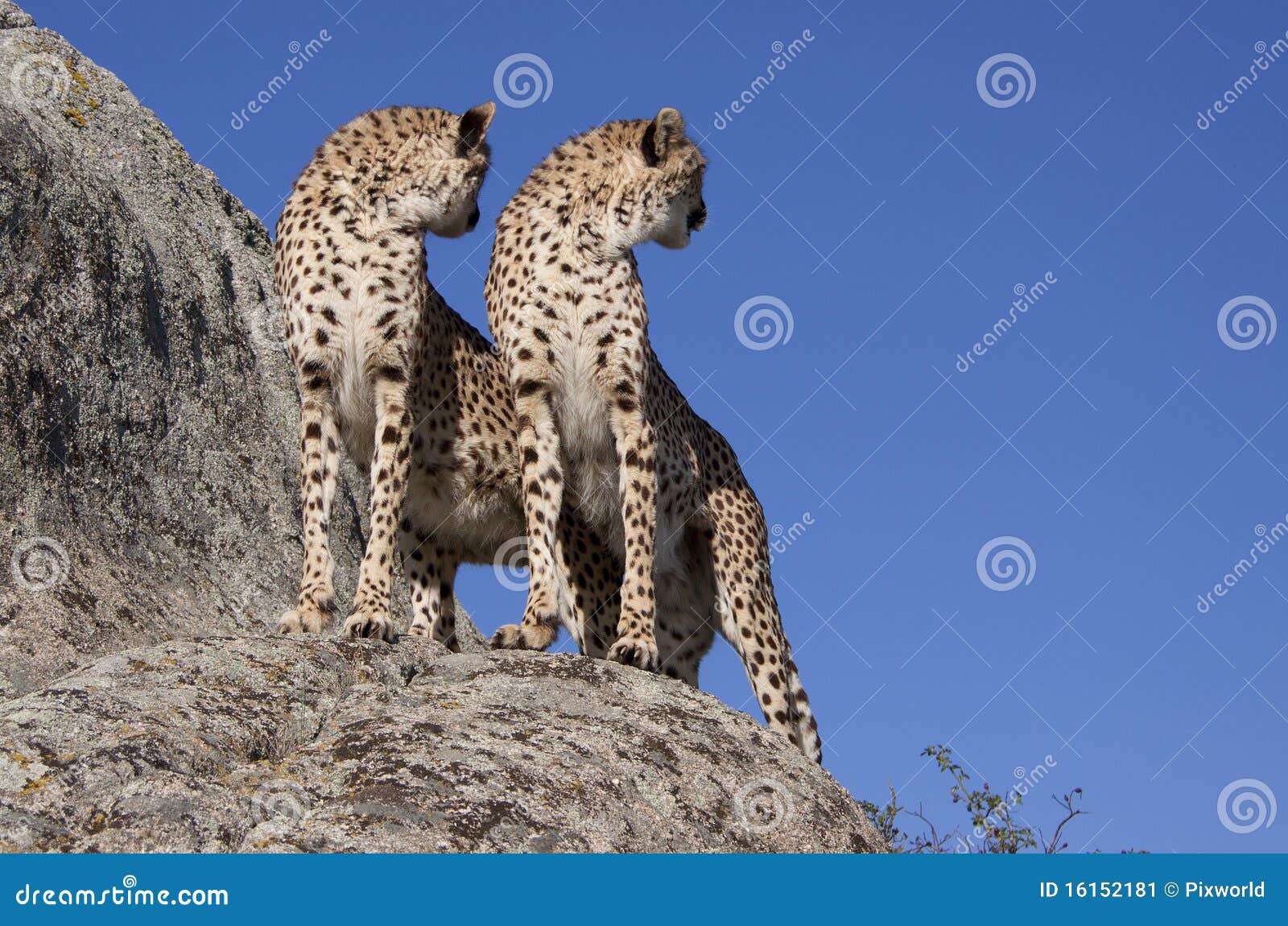 Two cheetahs on a rock stock image. Image of danger, hunt - 16152181