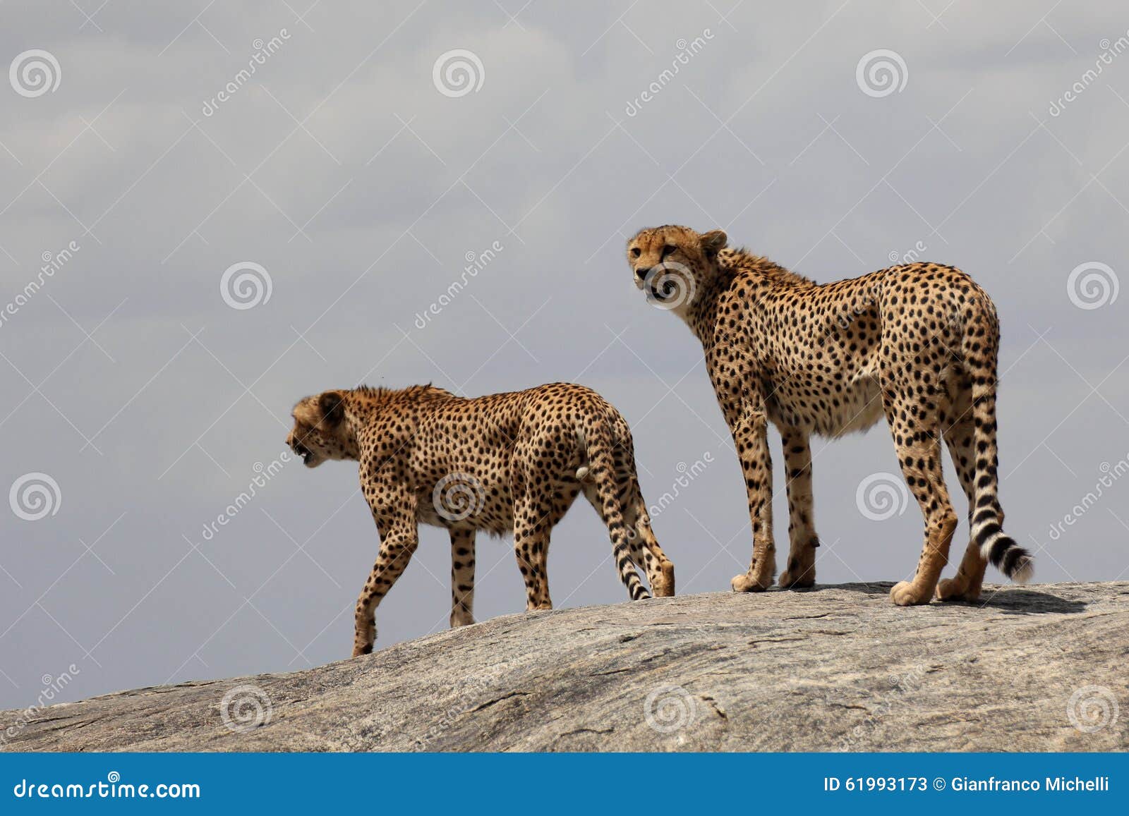 Two cheetahs on a rock stock image. Image of carnivore - 61993173
