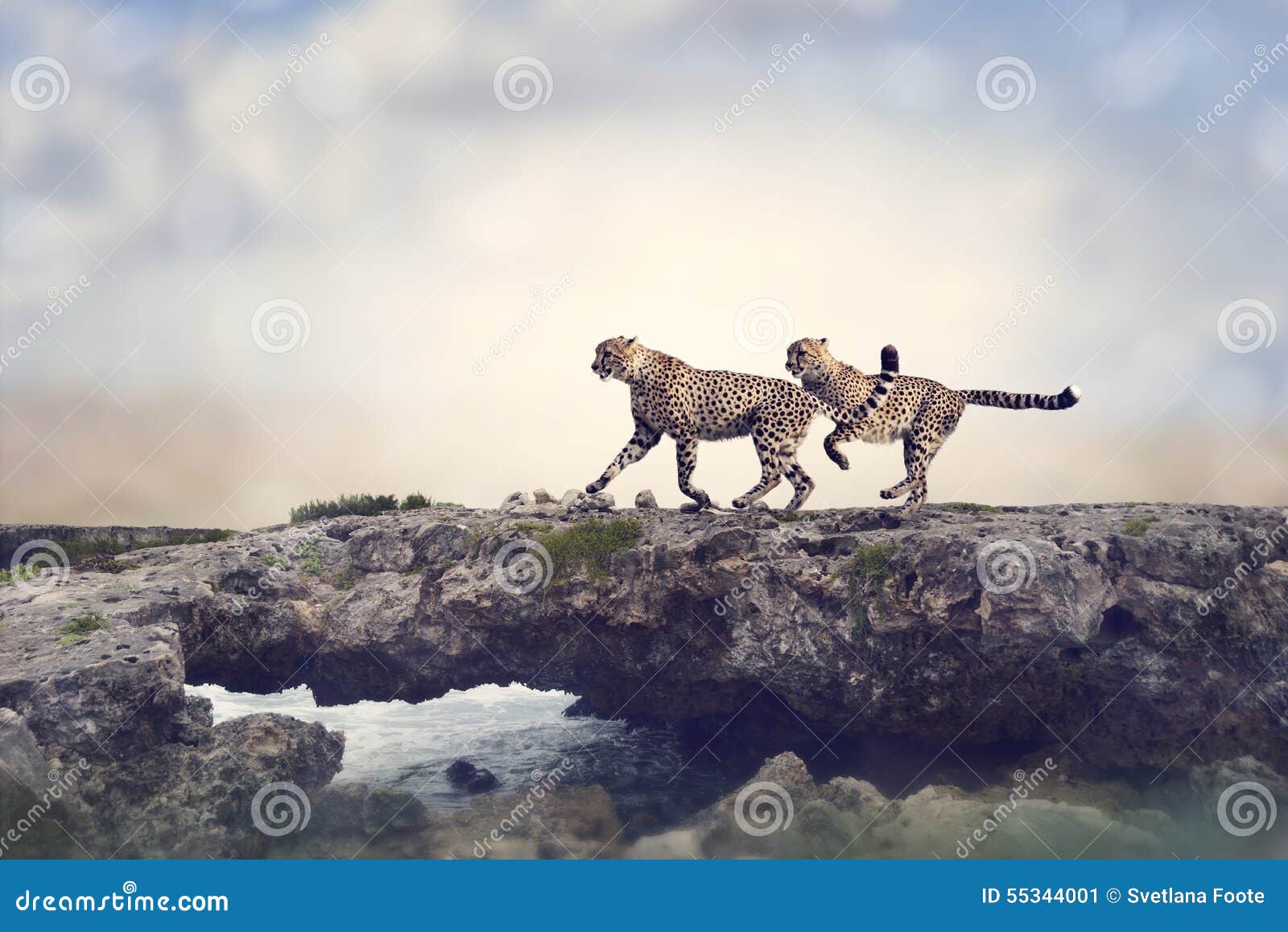 Two African Cheetahs Running Fast Stock Photos - Free & Royalty-Free ...