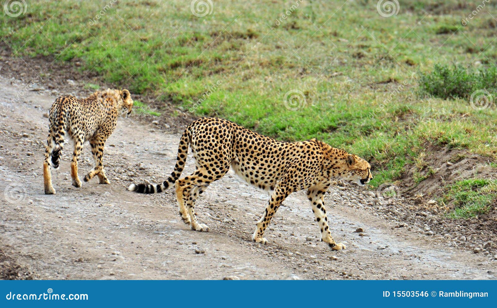 Two Cheetahs in Serengeti National Park Stock Photo - Image of plains ...