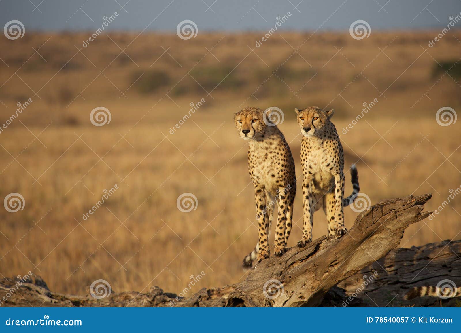 Two cheetahs sitting stock image. Image of tanzania, nature - 78540057