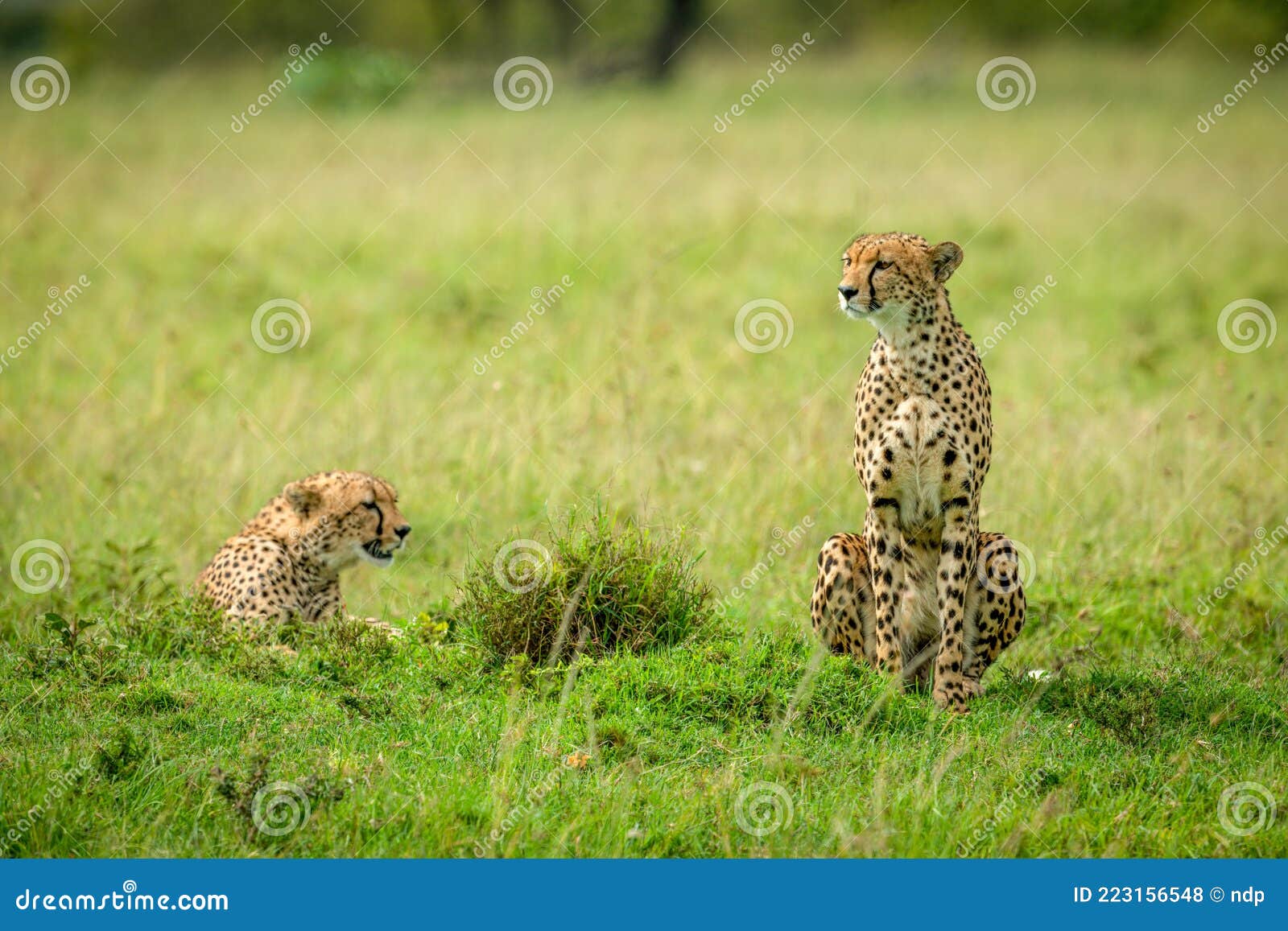 Two Cheetahs Sitting and Lying in Savannah Stock Photo - Image of masai ...