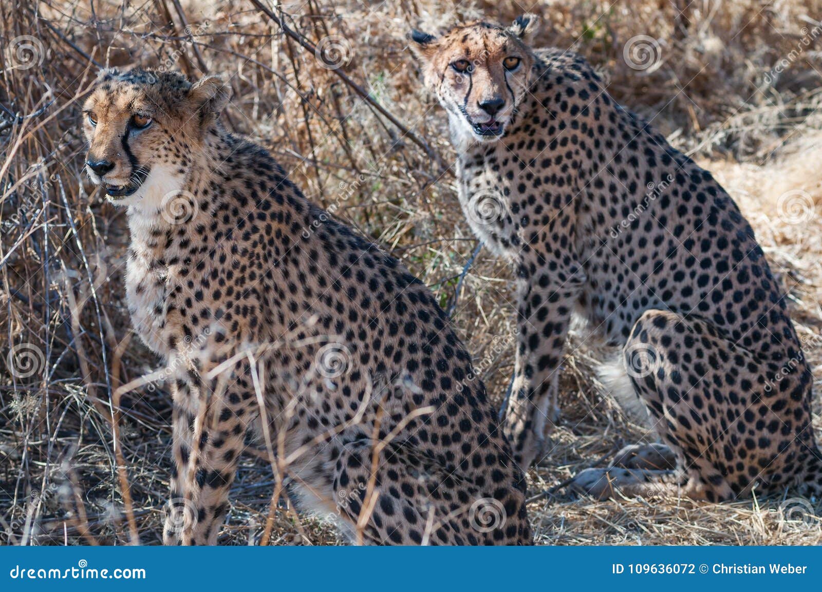 Two Cheetahs are Sitting in the Shade of a Tree Stock Photo - Image of ...