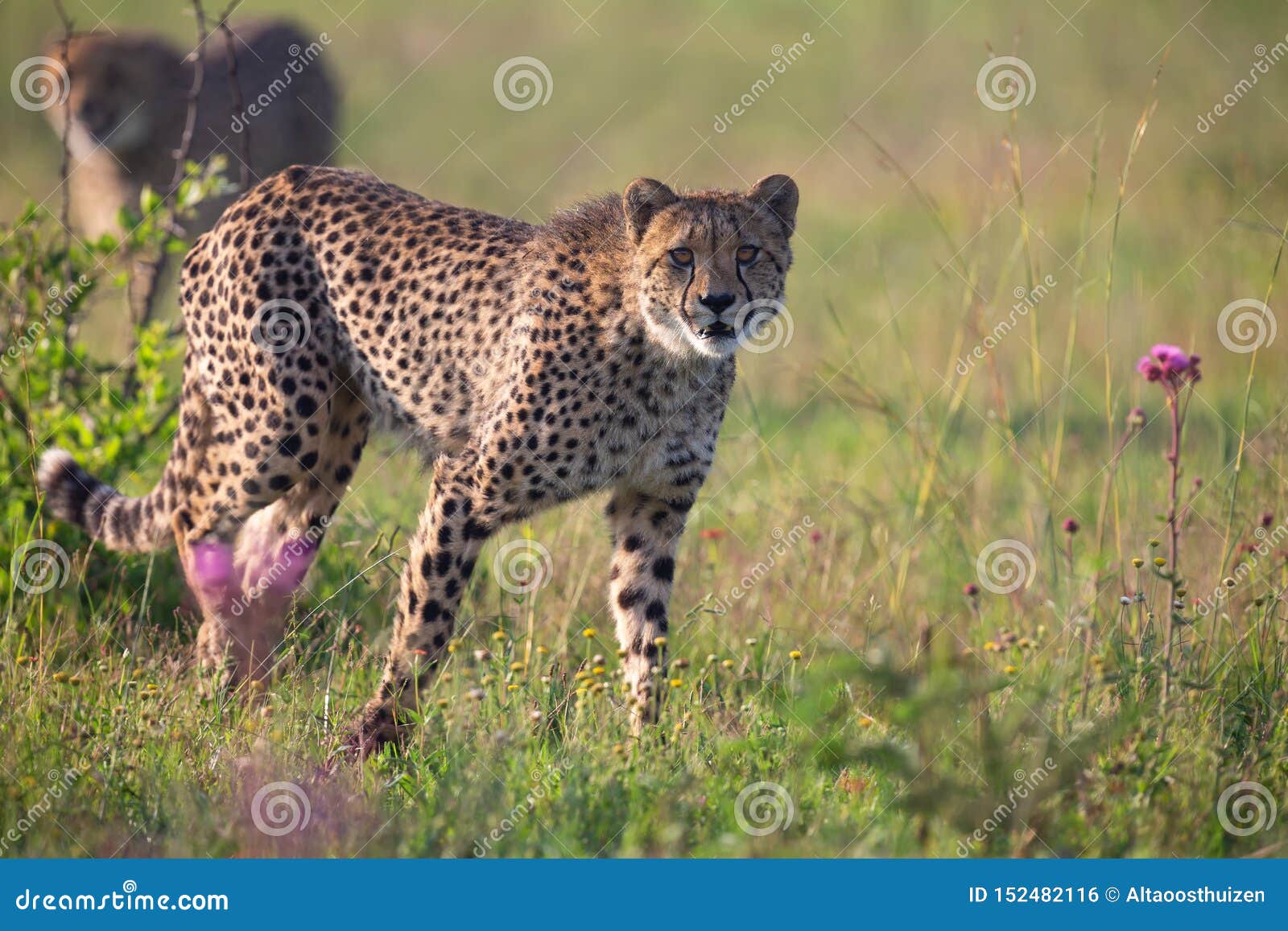 Cheetahs Stalking Prey
