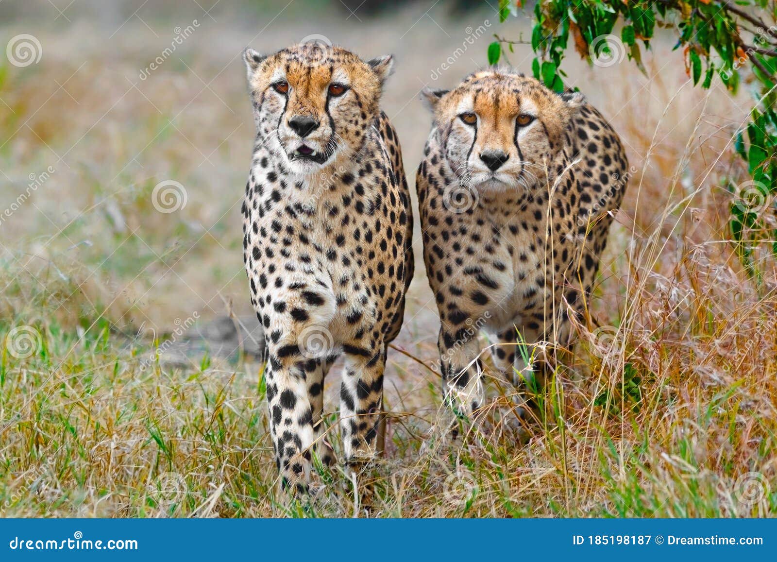 Two Cheetahs Stalking Their Prey Stock Image - Image of natural ...