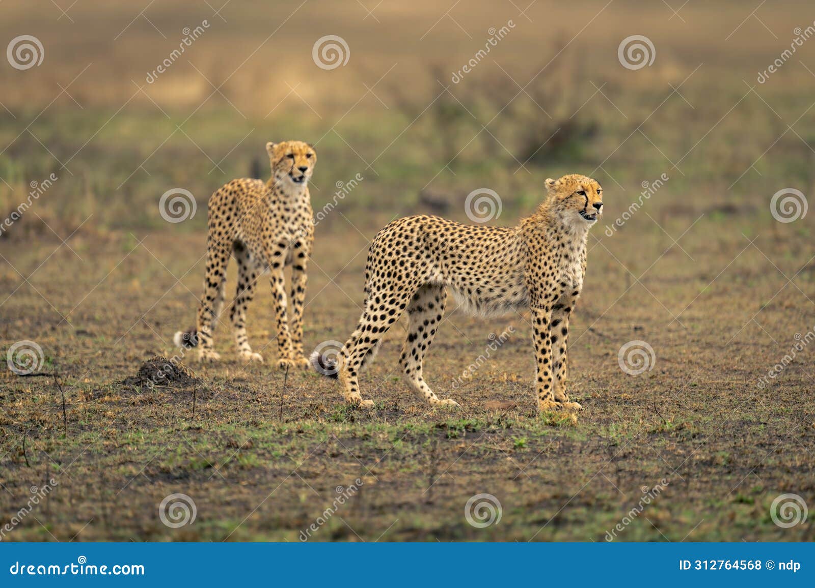 Two Cheetahs Stand on Savannah in Sunshine Stock Photo - Image of ...