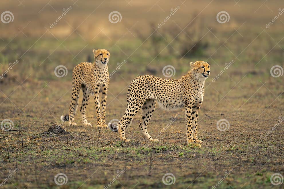 Two Cheetahs Stand on Savannah in Sunshine Stock Photo - Image of couple, travel: 312764568