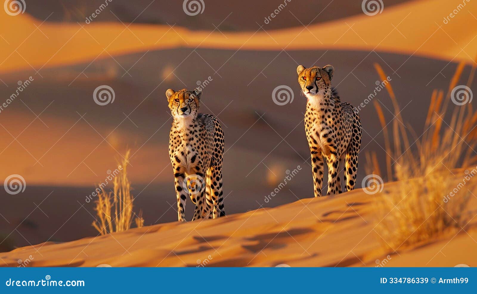 Two Cheetahs Standing on a Sand Dune, One of Them Looking at the Camera ...