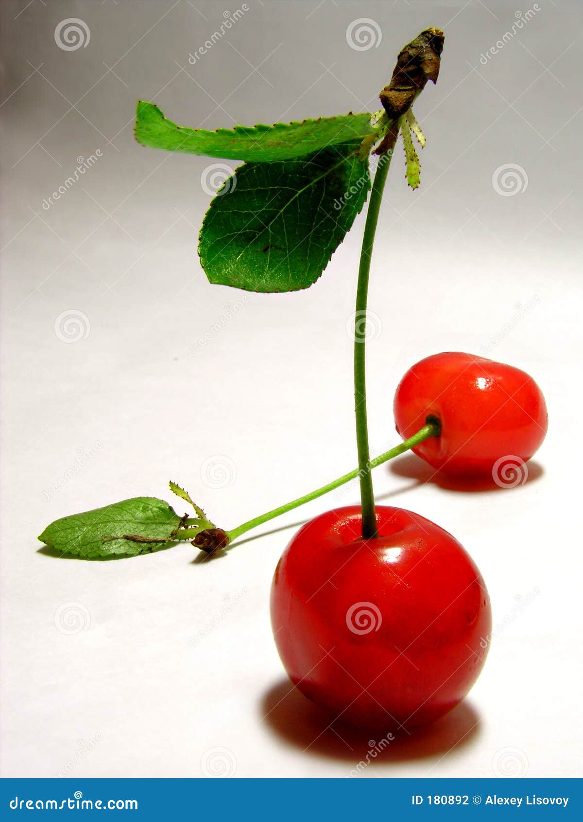 Two cherries stock photo. Image of focus, component, macro - 180892
