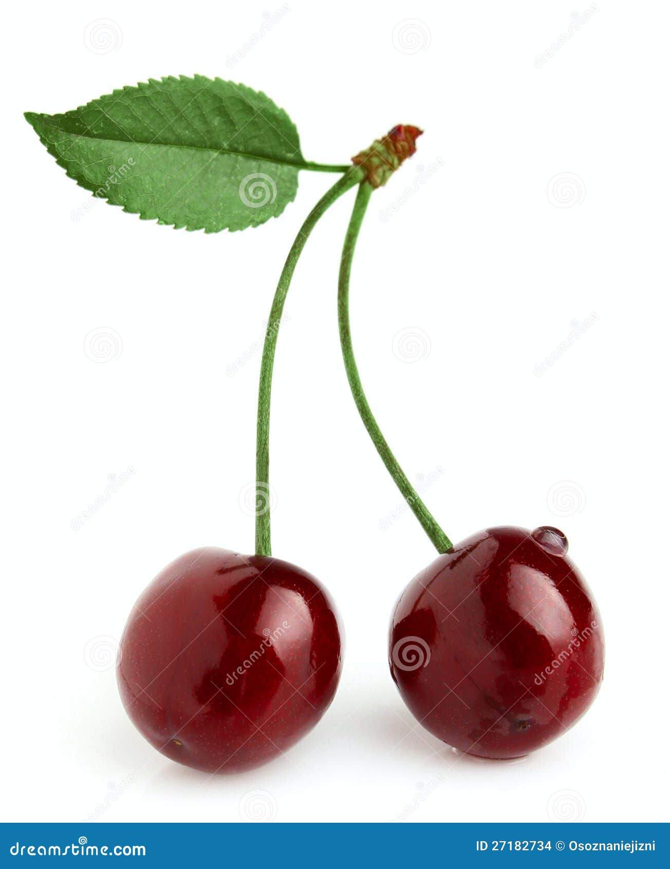 Two cherries on a branch stock photo. Image of market - 27182734