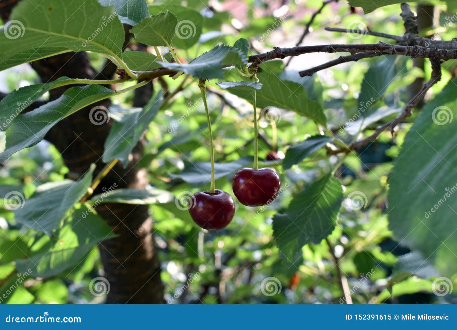 Two Cherries on the branch stock image. Image of freshness - 152391615