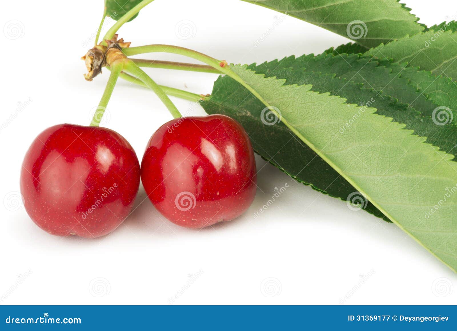 Two Cherries and Branch with Leaves Stock Image - Image of studio ...