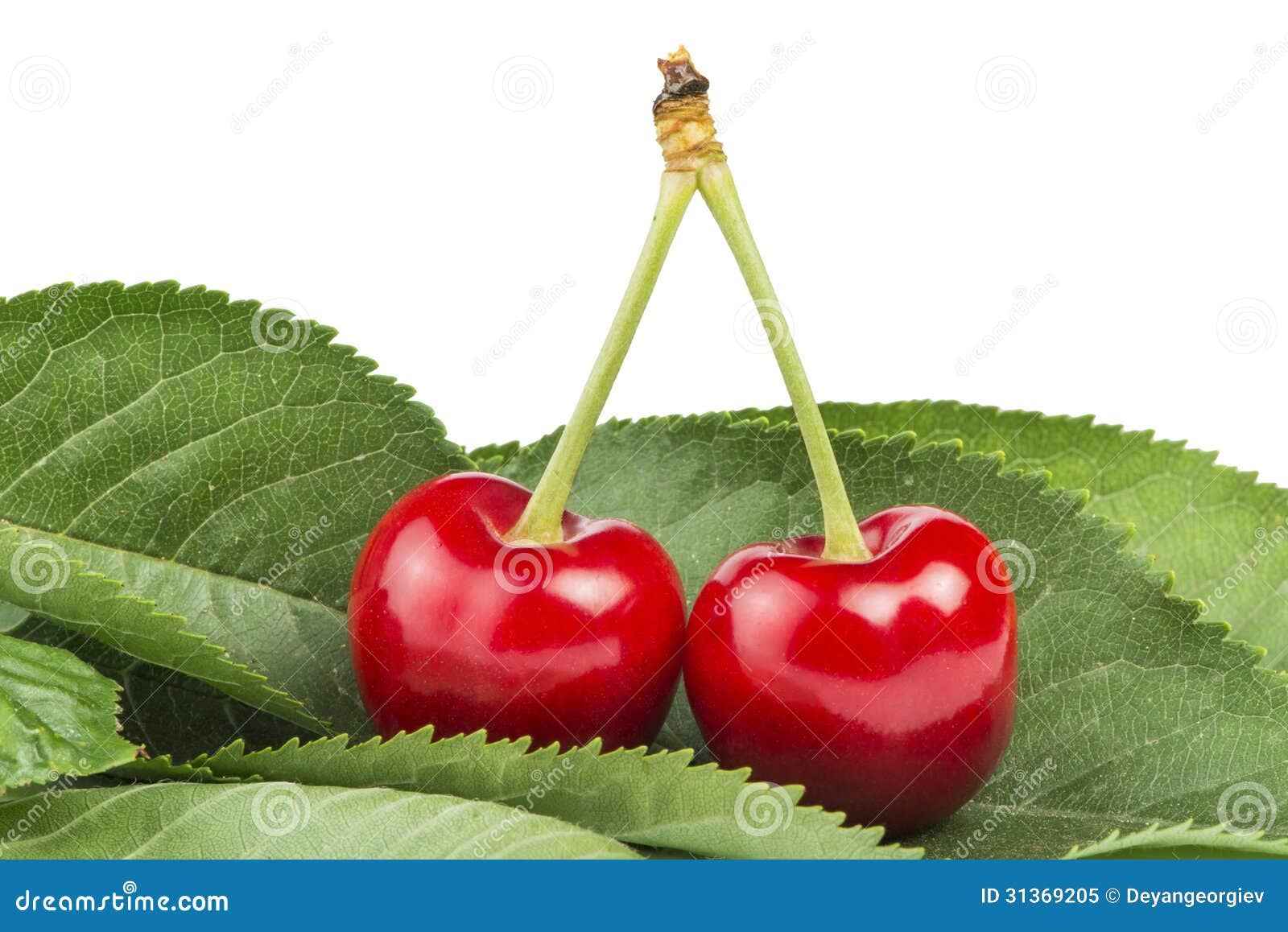 Two Cherries and Branch with Leaves Stock Image - Image of health ...