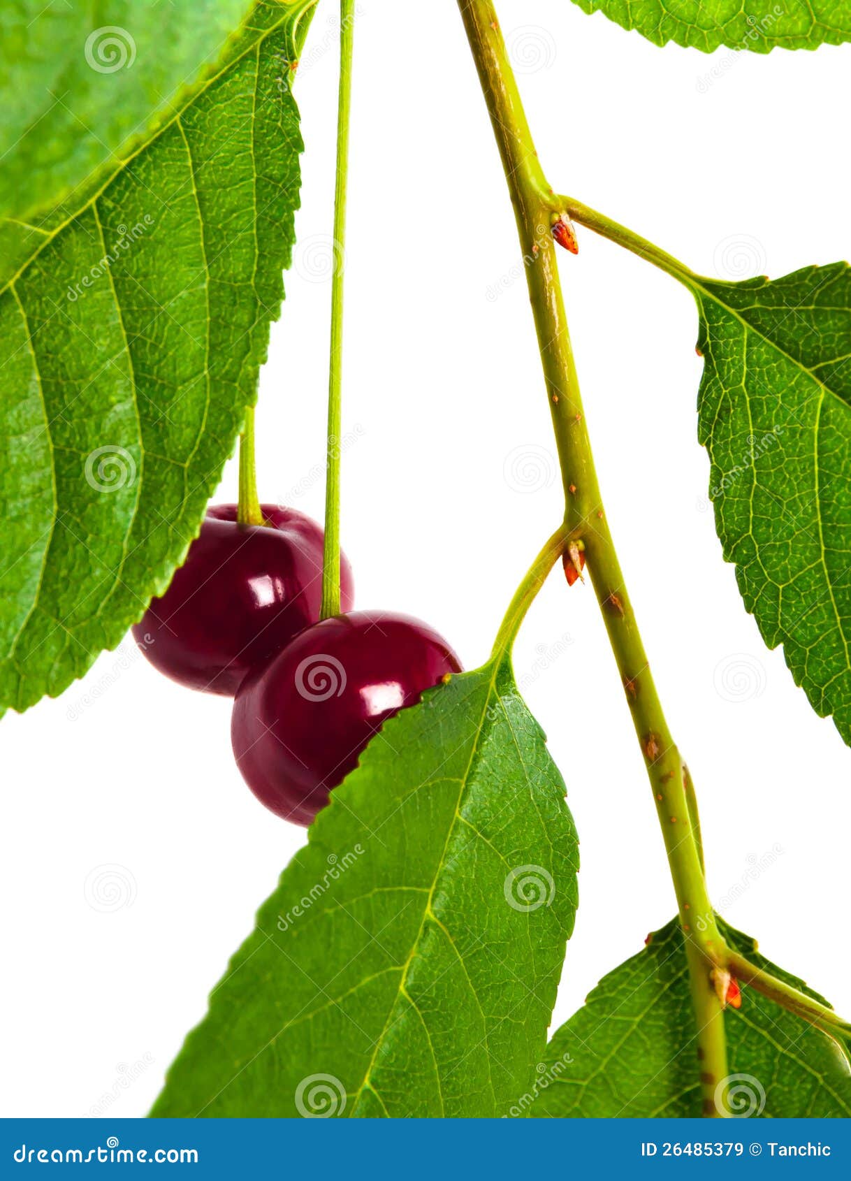 Two Cherries On The Branches Among The Leaves Stock Image - Image of ...