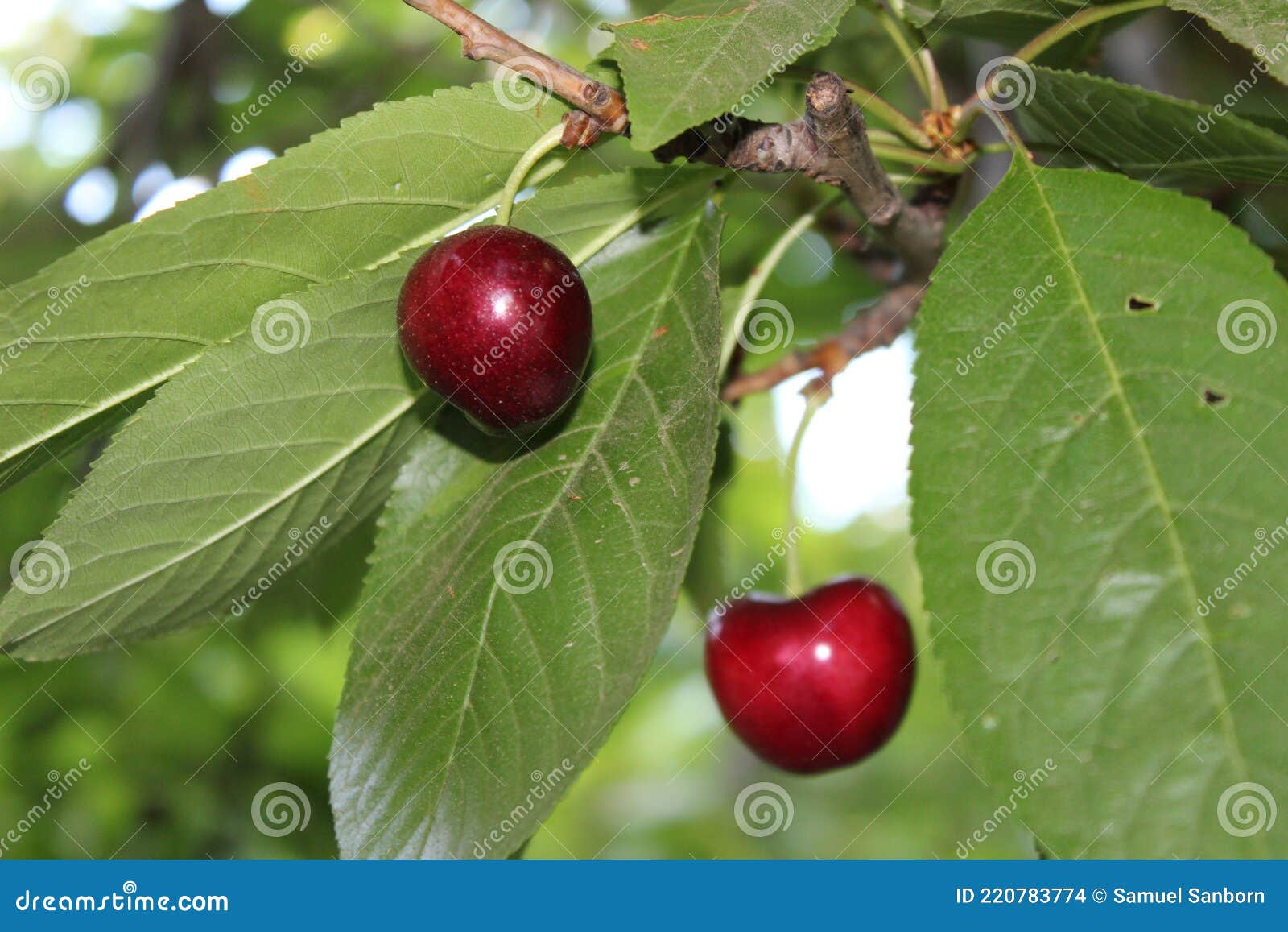 Two cherries hanging stock photo. Image of citrus, tree - 220783774