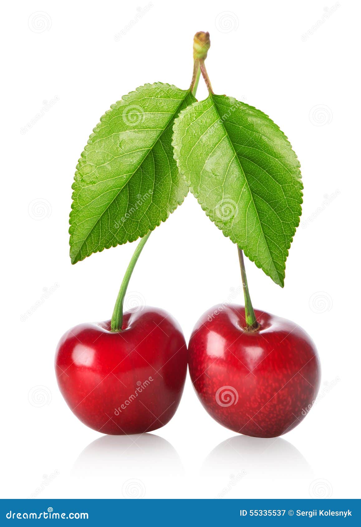 Two cherries isolated stock image. Image of fresh, health - 55335537