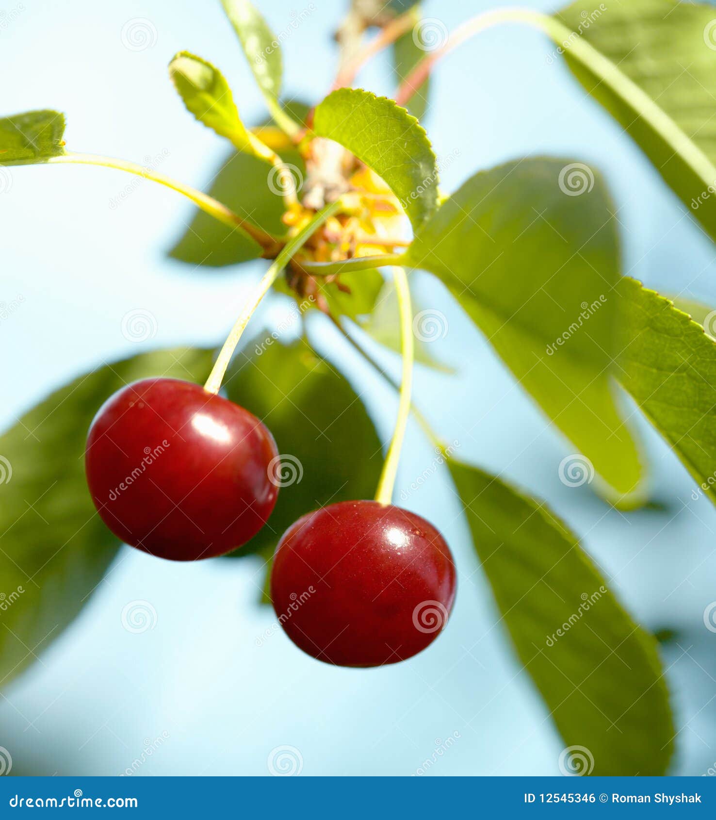 Two Cherries on the Tree. stock photo. Image of leaf - 12545346