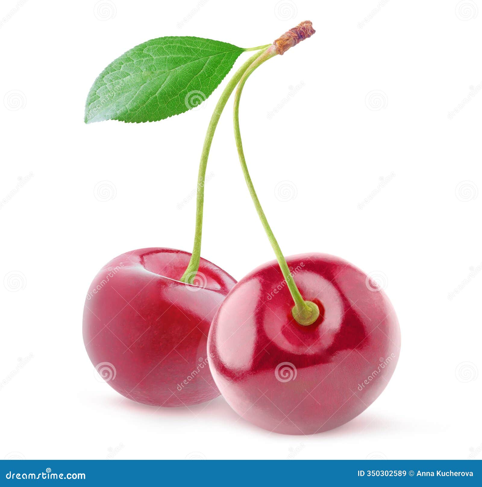 Two Cherry Fruits on Connected Stems with Leaf Isolated on White Stock ...