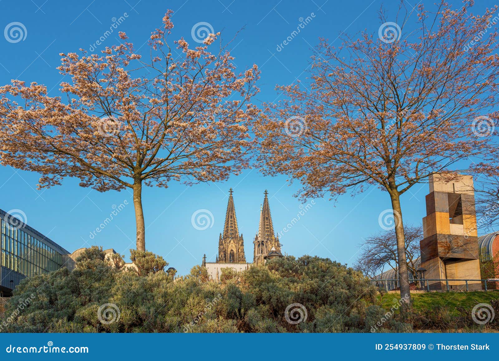 Cherry Trees in Blossom with a View of the Cologne Cathedral Stock ...