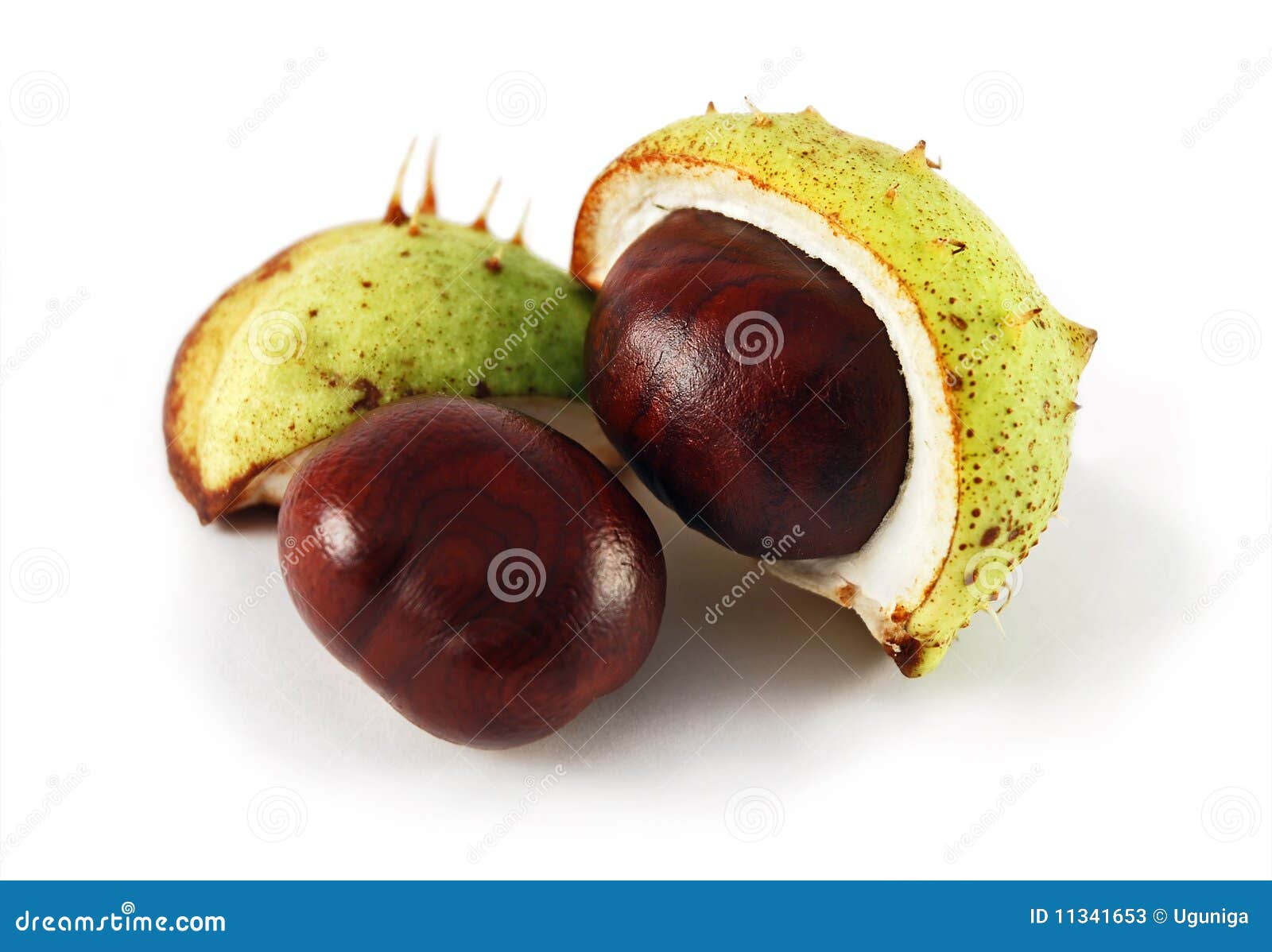 Two chestnuts stock image. Image of brown, bright, nest - 11341653