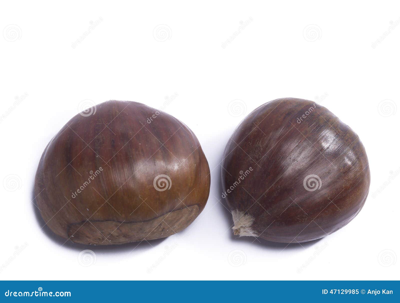 Two chestnuts stock image. Image of super, studio, close - 47129985