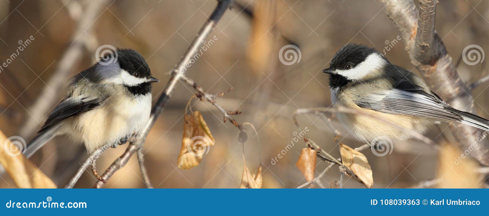 Two chickadee during fall stock image. Image of forest - 108039363