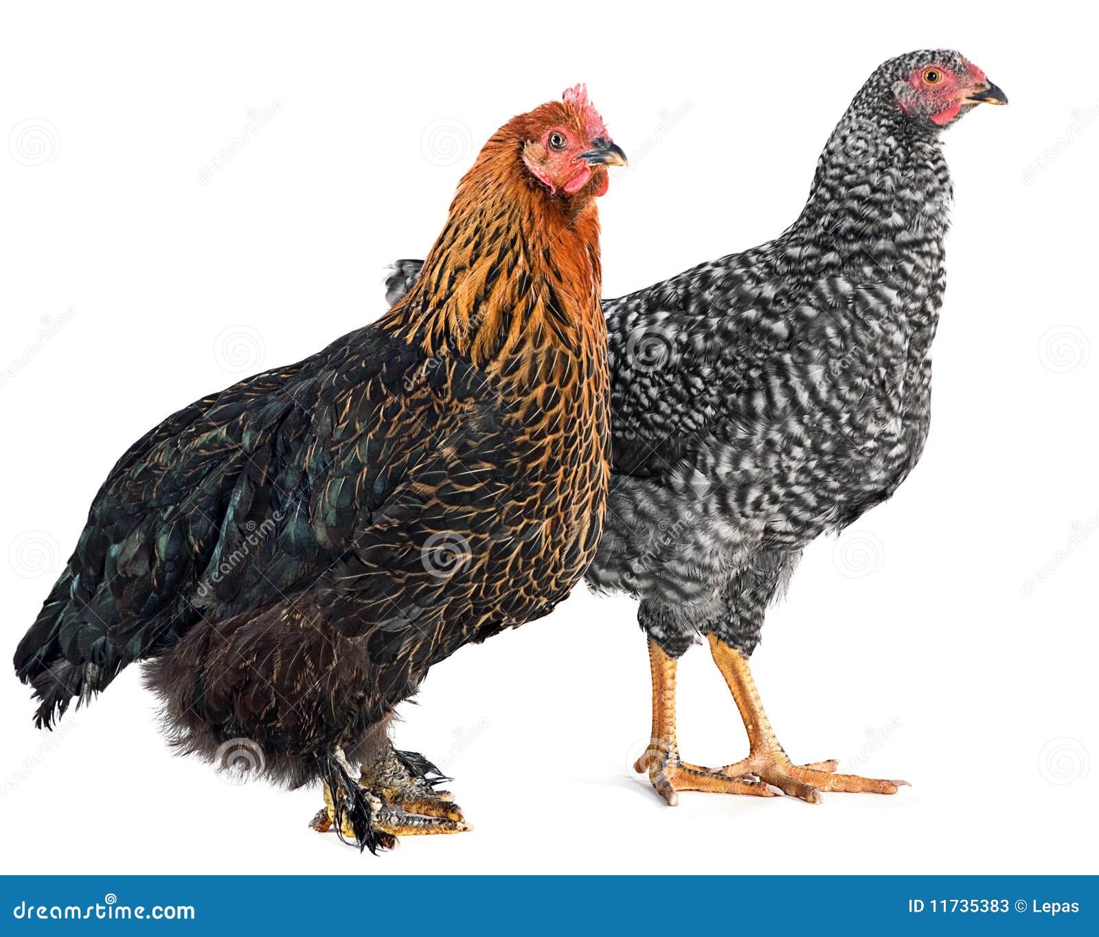 Two chicken stock image. Image of horizontal, feather - 11735383