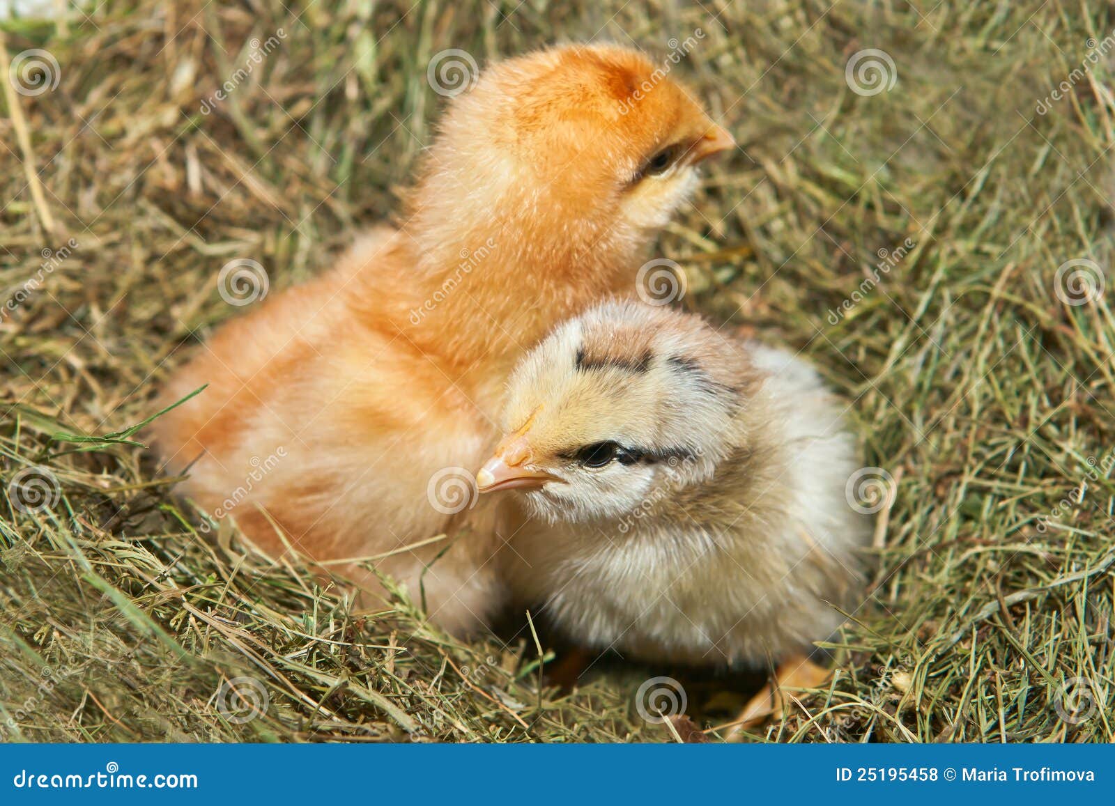 Two chicken. stock photo. Image of brown, poultry, hatch - 25195458