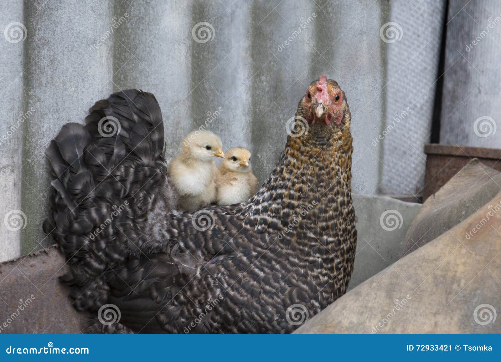 Two Chicken Hen Sitting on Her Back. Stock Image - Image of chicken ...