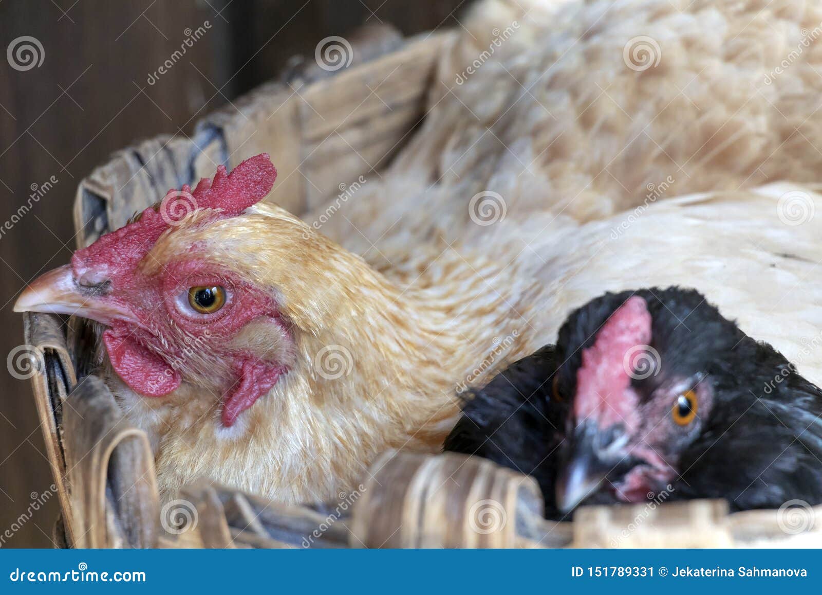 Two Chicken Sharing The Nest Stock Photo | CartoonDealer.com #151789272