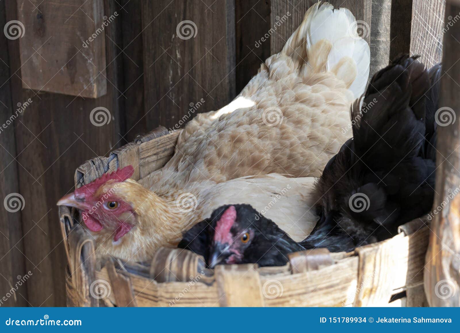 Two Chicken Sharing The Nest Stock Photo | CartoonDealer.com #151789272