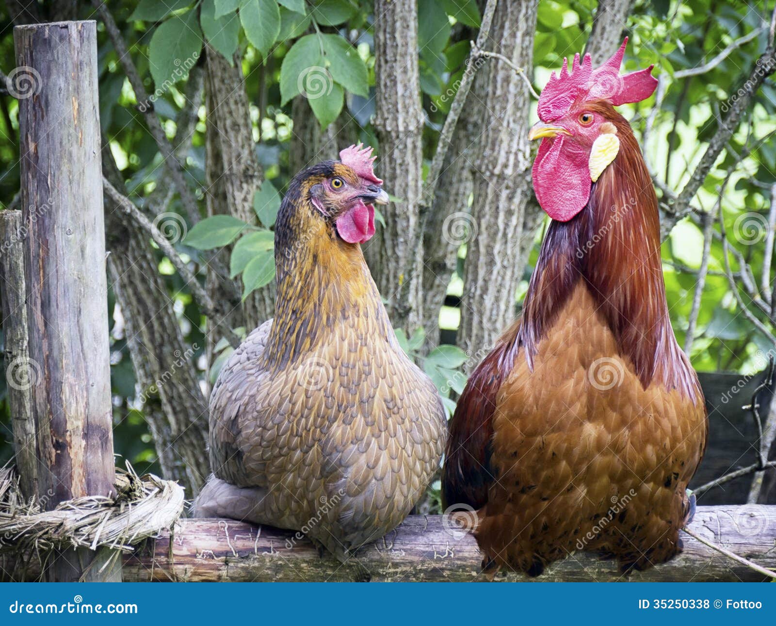 Two chicken stock photo. Image of cockerel, people, closeup - 35250338
