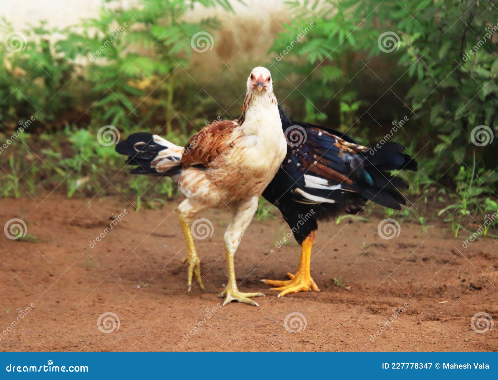 The Bird Chicken is Walking Stock Image - Image of chicken, waterfowl ...