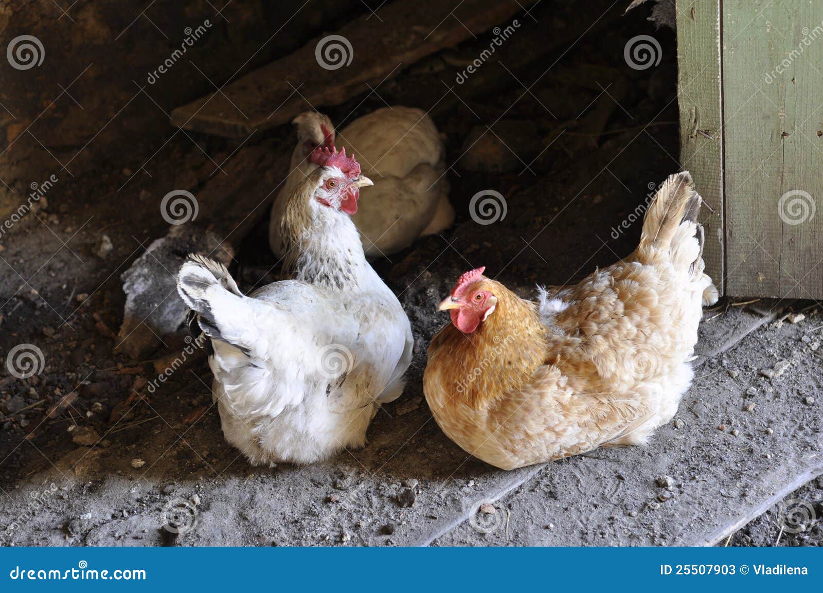 Two chickens stock image. Image of rural, wings, room - 25507903