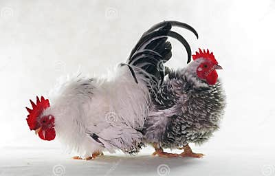 Two Chickens stock photo. Image of chicken, chicks, poultry - 3210592