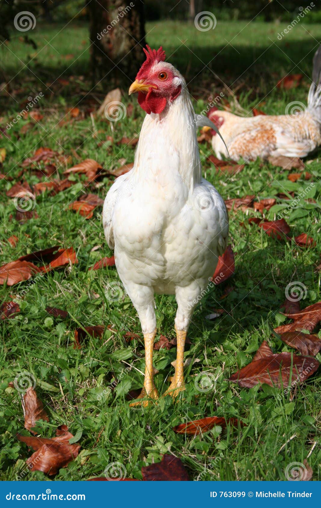 Cockerel Standing. Hen Laying Down Behind in Grass Stock Image - Image ...
