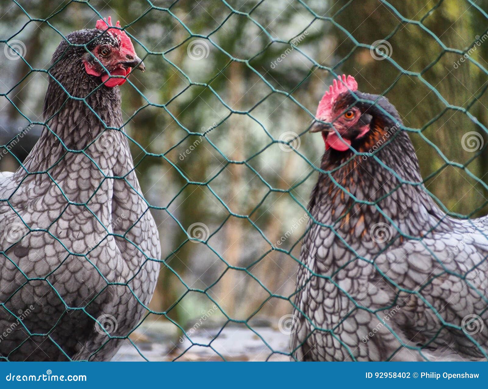 Two chickens stock photo. Image of cluck, large, healthy - 92958402