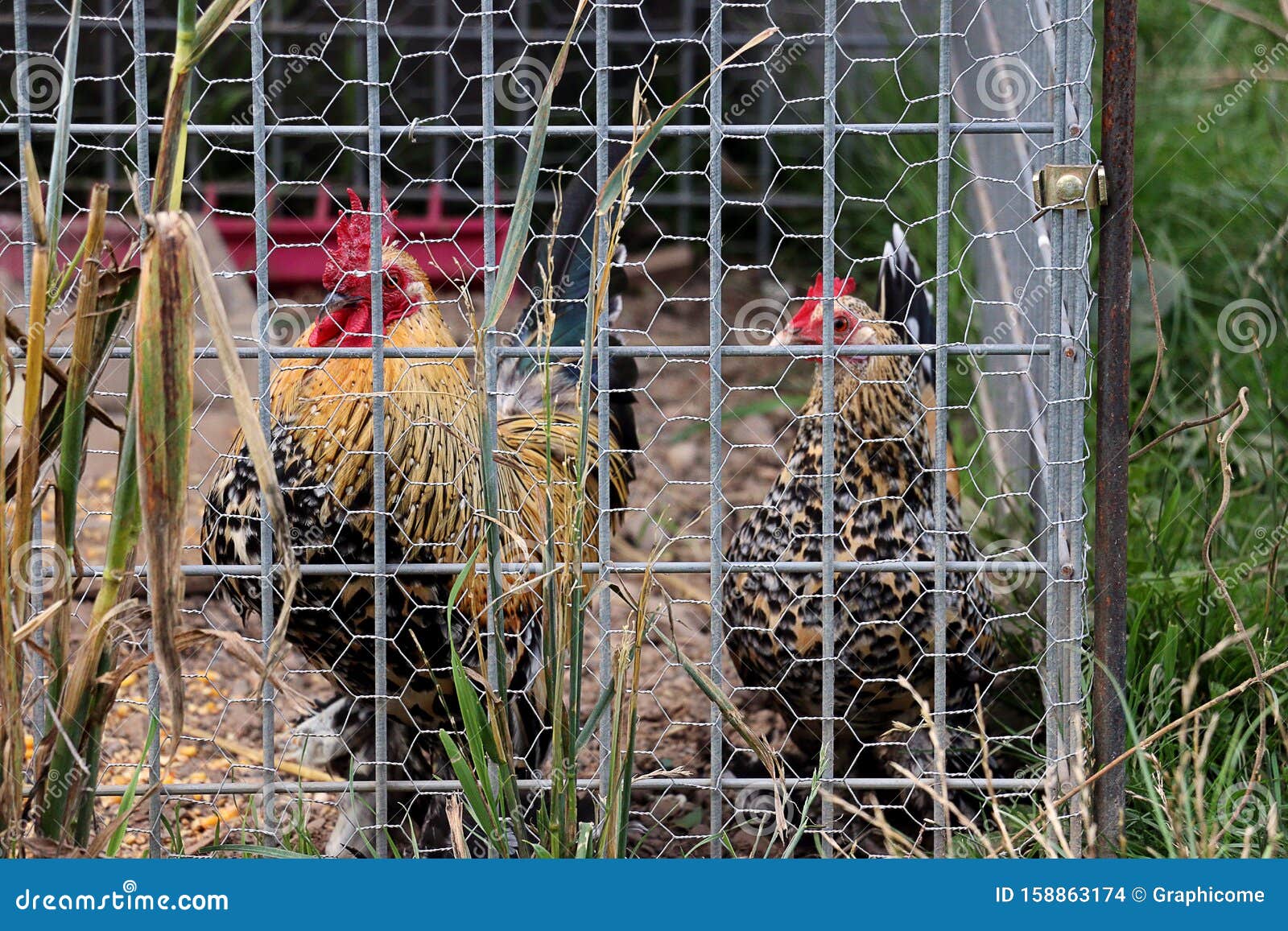 Two chickens in a cage stock photo. Image of beak, mammal - 158863174