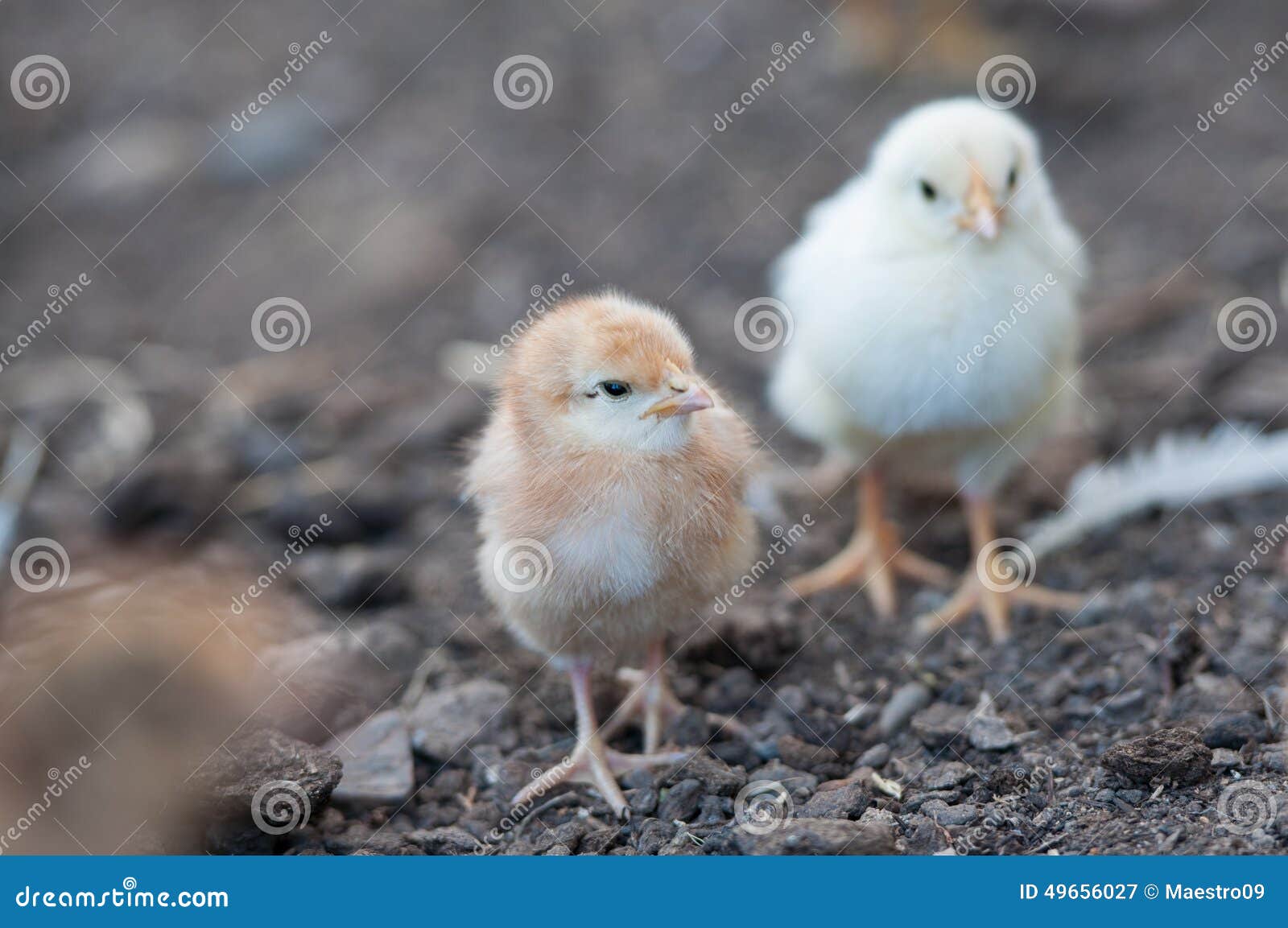 Two chickens stock image. Image of ground, village, chickens - 49656027