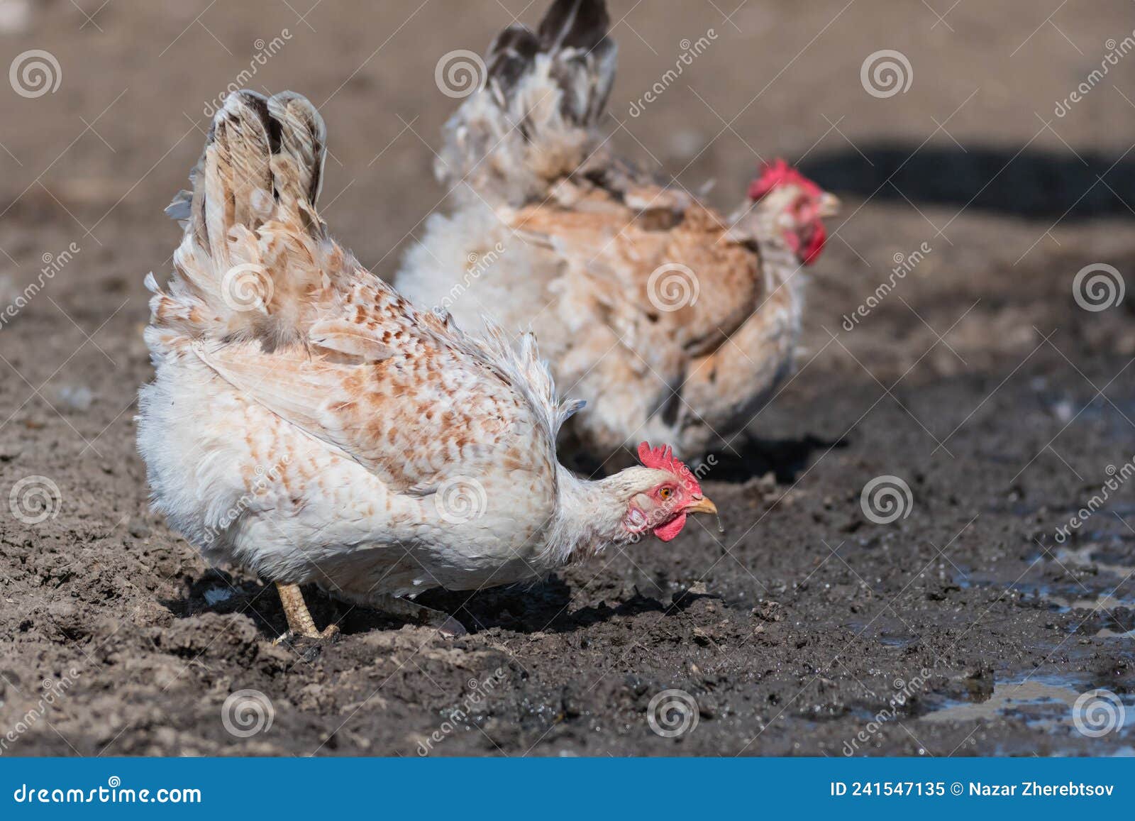 Two Chickens Drink Water from the Ground Stock Image - Image of ...