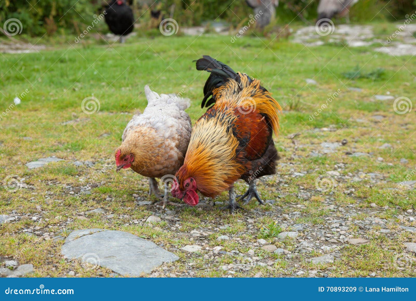 Two chickens stock image. Image of lawn, cockerel, farm - 70893209