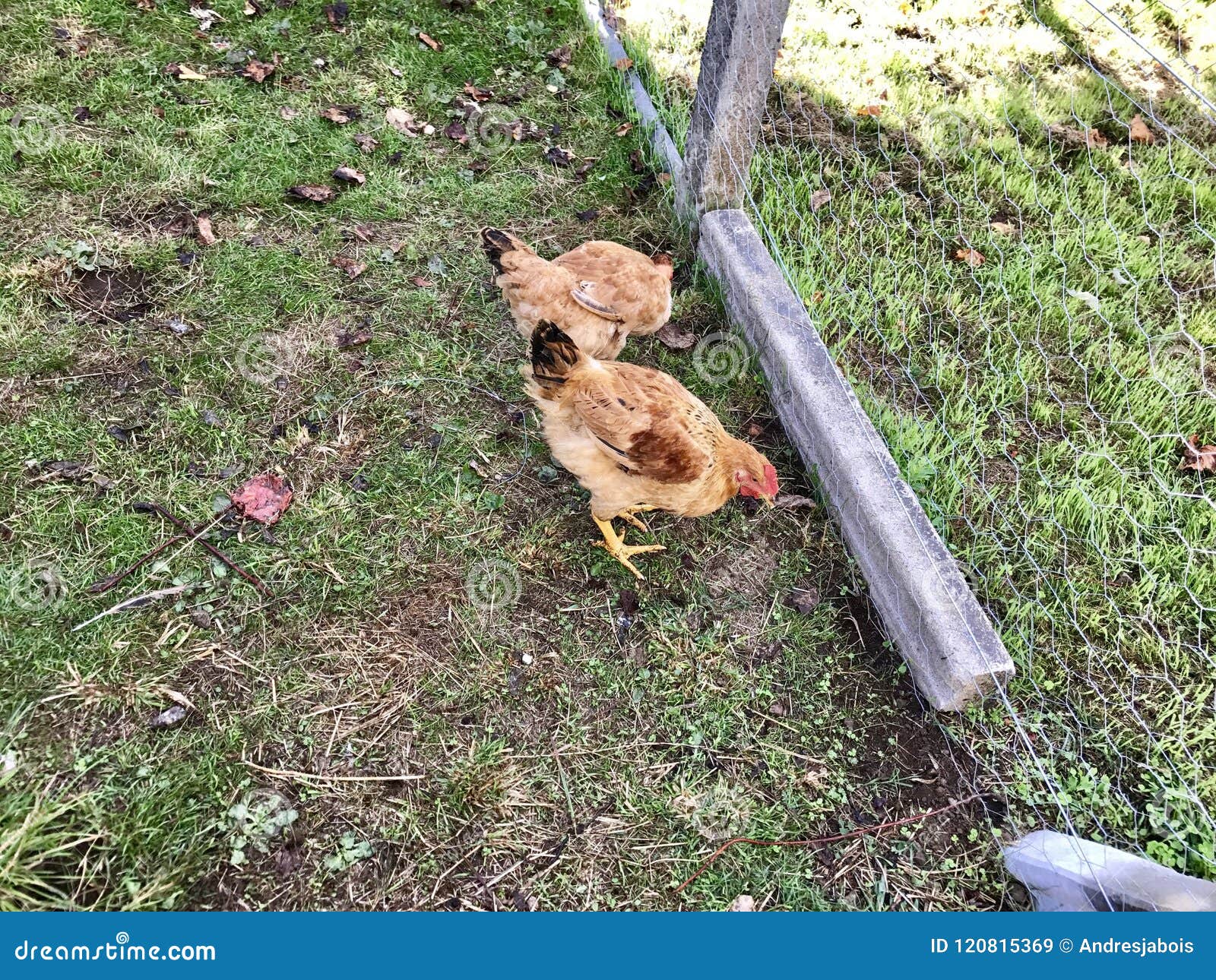 Two chickens on a field stock image. Image of livestock - 120815369