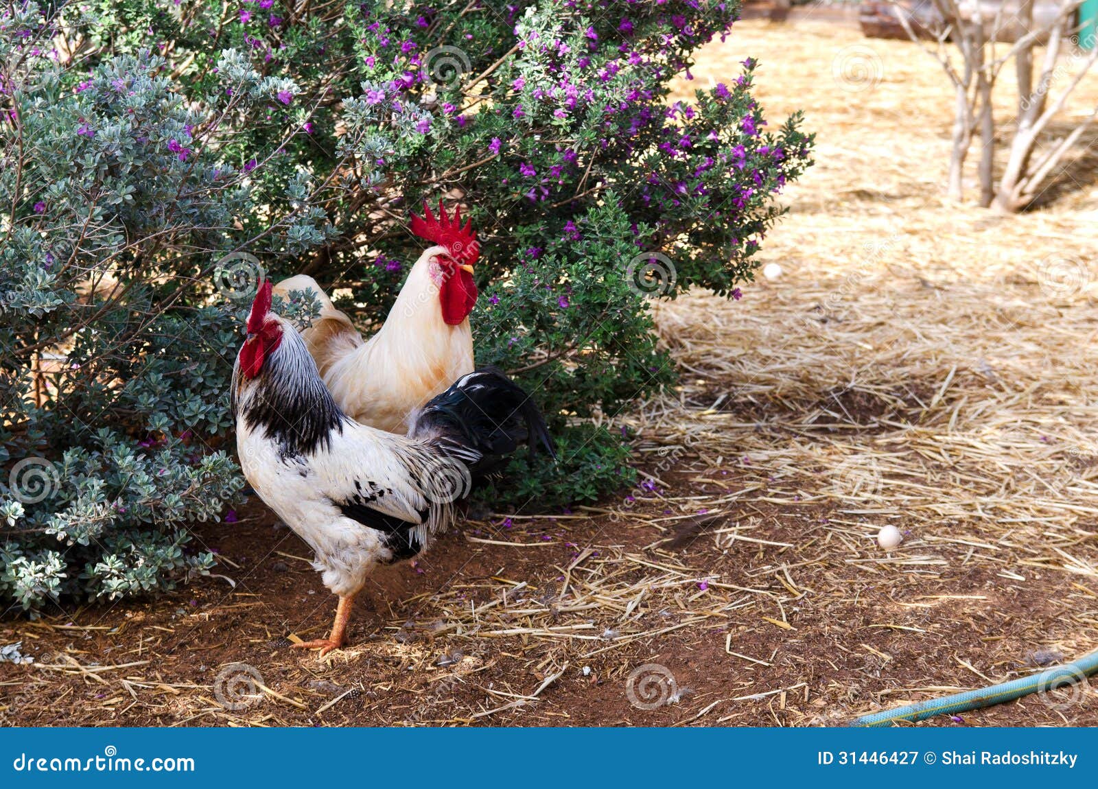 Two Chickens stock image. Image of feathers, beak, abstract - 31446427